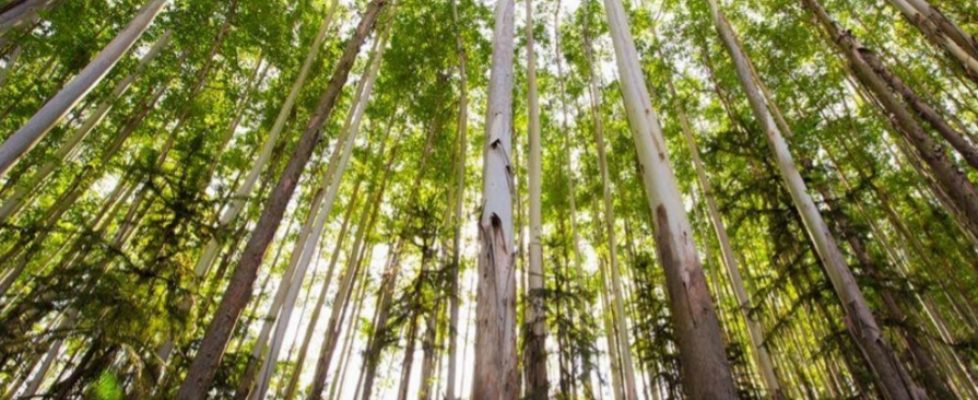 Stora Enso Aims for Net Positive Biodiversity & Climate Impact - ESG Today